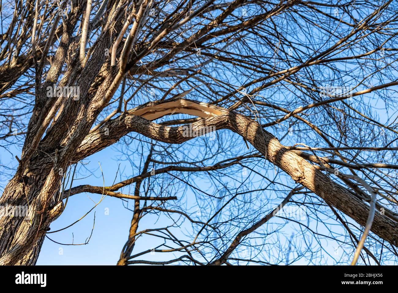 Broken branch of the tree hi-res stock photography and images - Alamy