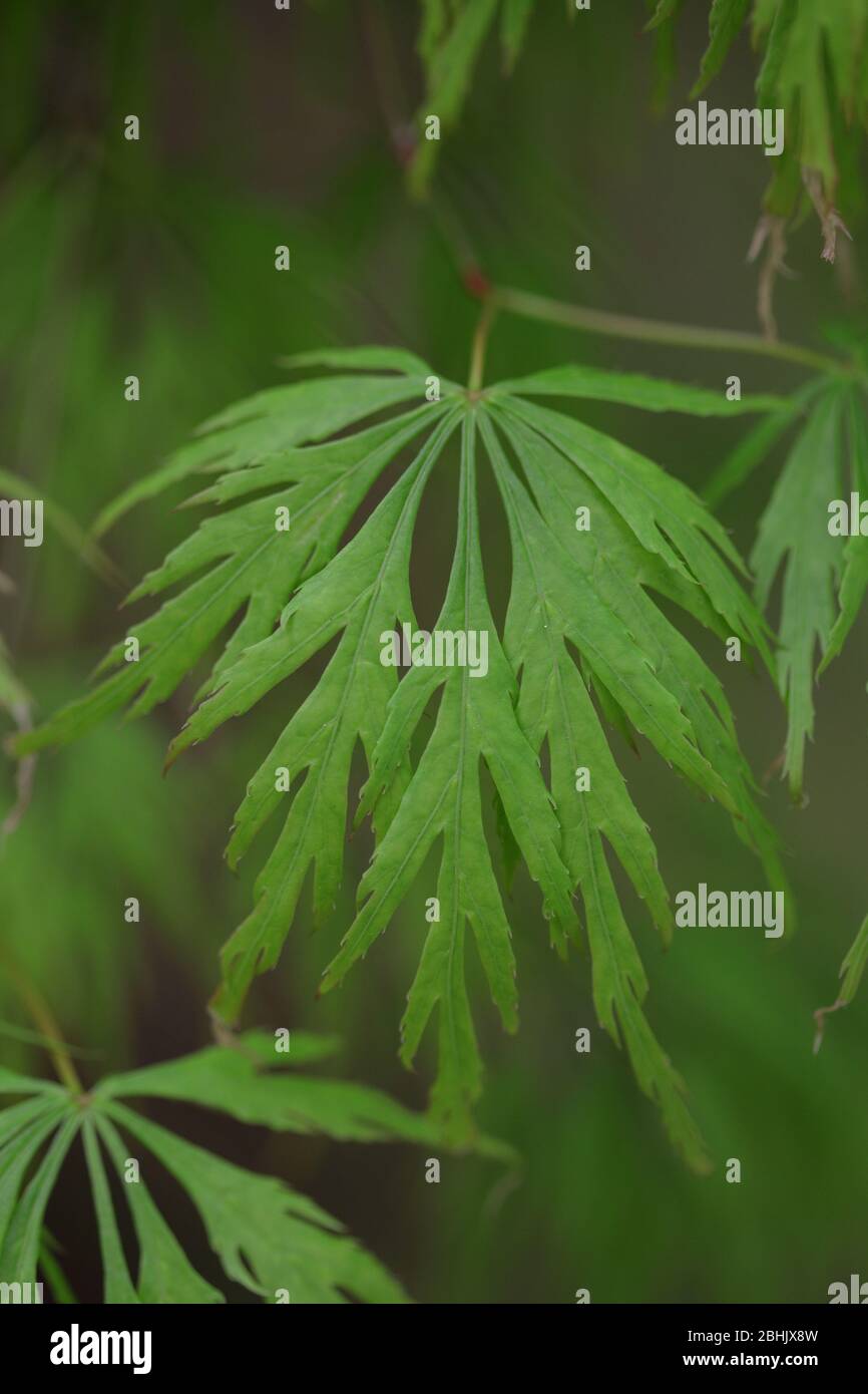 an Acer palmatum Dissectum leaf, Filigree Japanese Maple Stock Photo ...