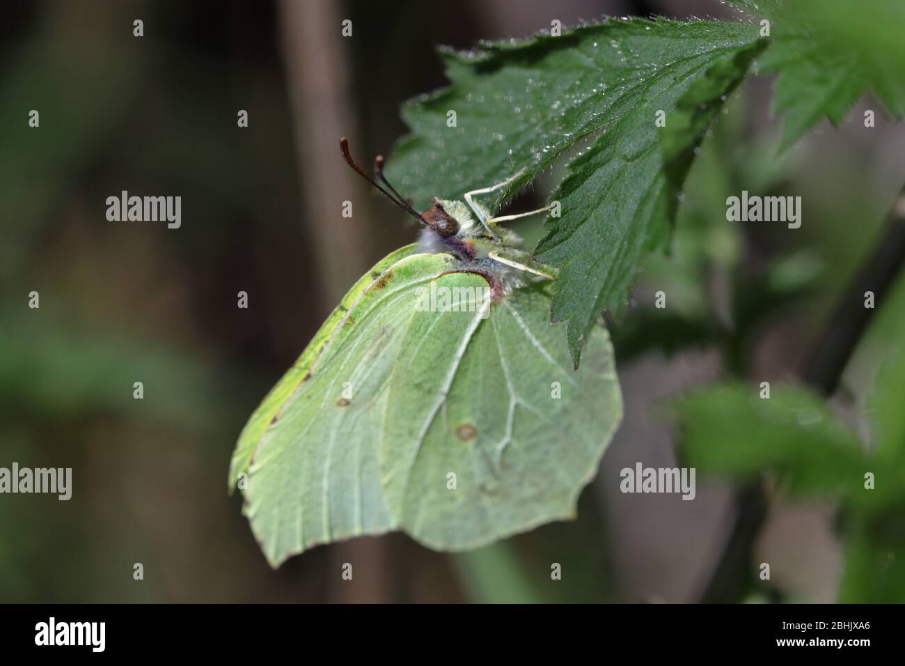 Butterfly shaped leaf hi-res stock photography and images - Alamy