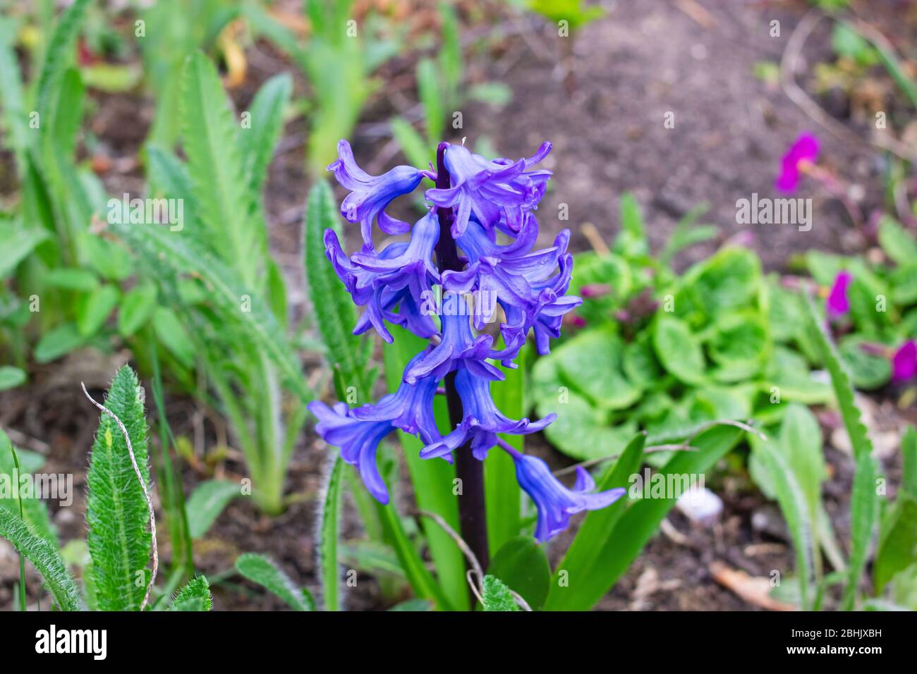 Primrose Leaf High Resolution Stock Photography and Images - Alamy