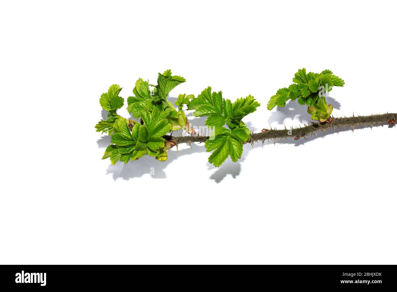 Rosehip branch with green leaves isolated on white background Stock ...