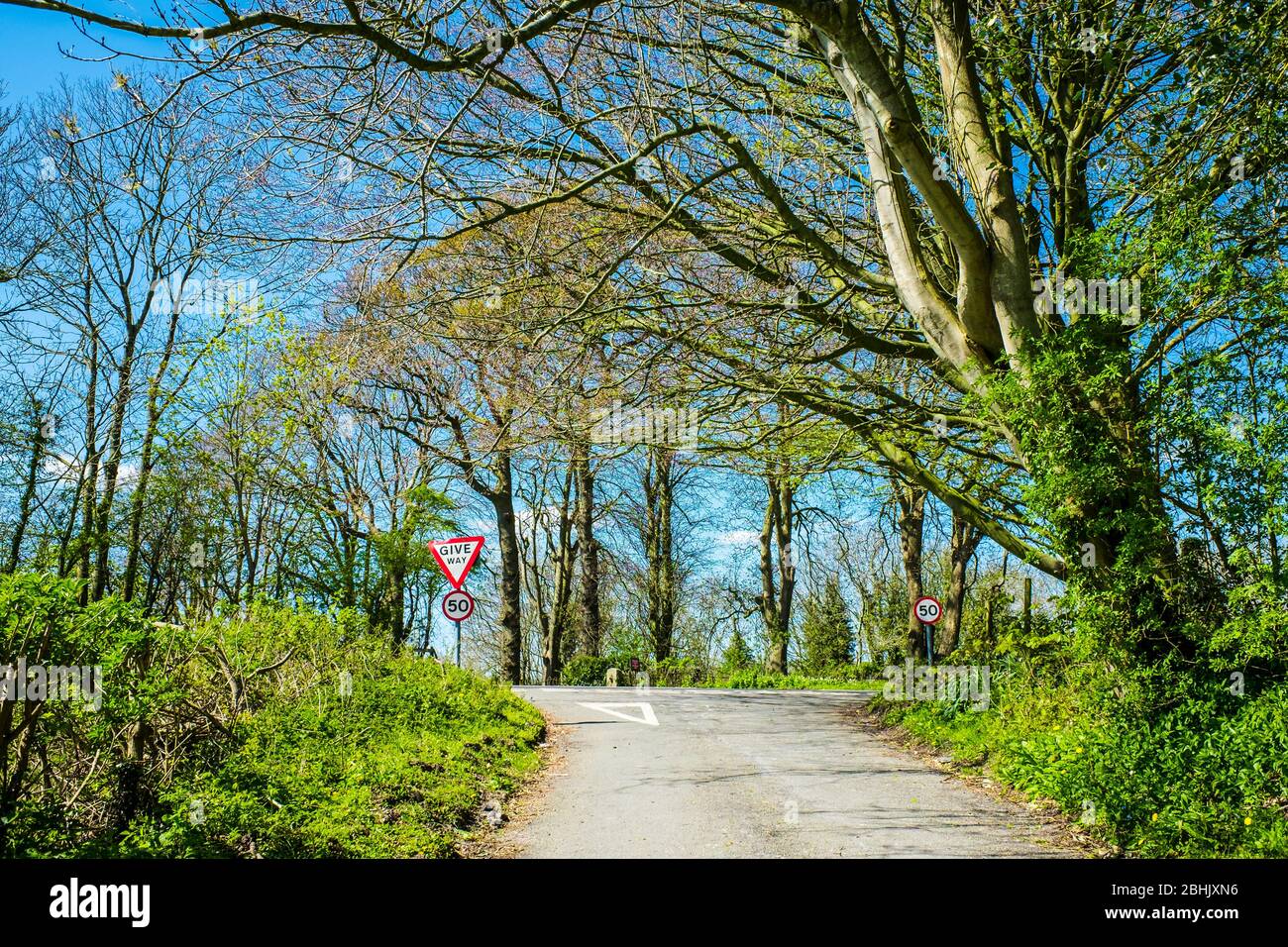 narrow single track country lane bordered by hedges in Cumbria England ...