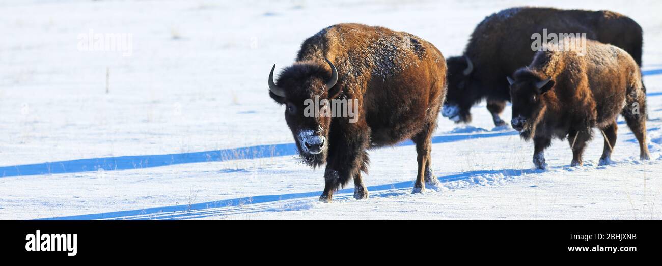 American Bison in winter snow Stock Photo - Alamy