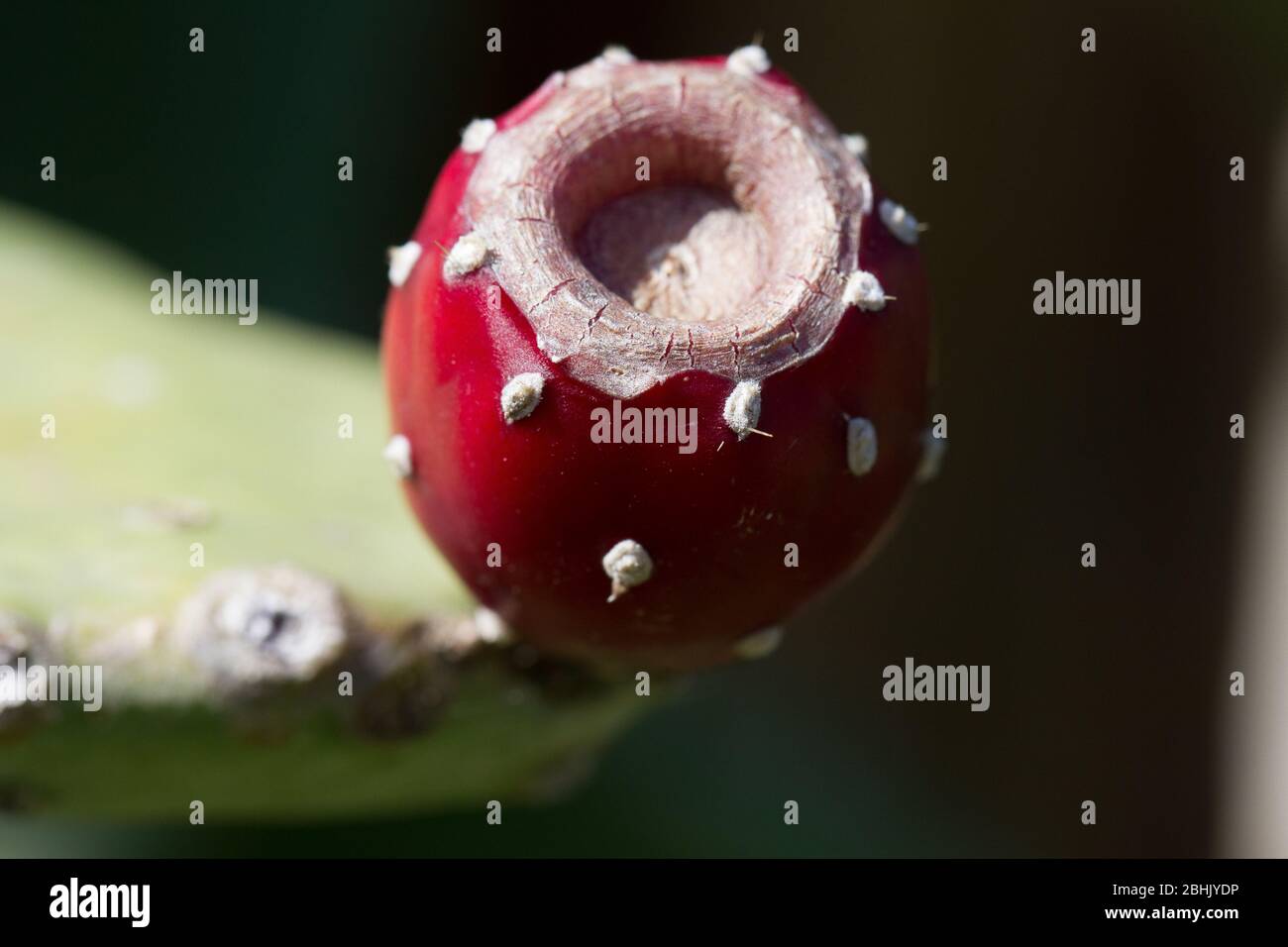 Prickly Pear Cactus Bloom High Resolution Stock Photography and Images ...