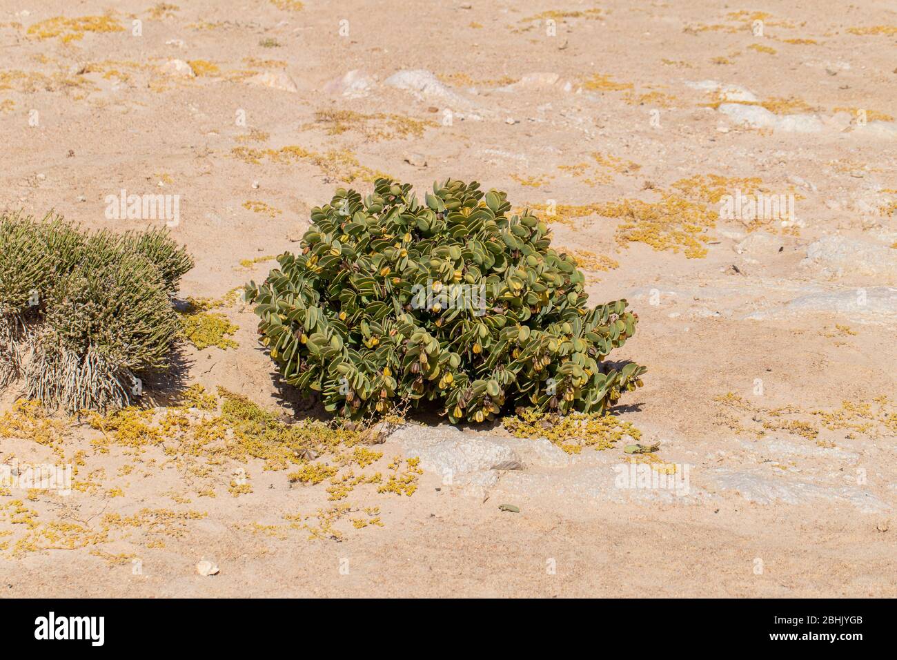Money tree in Namibian desert Stock Photo - Alamy