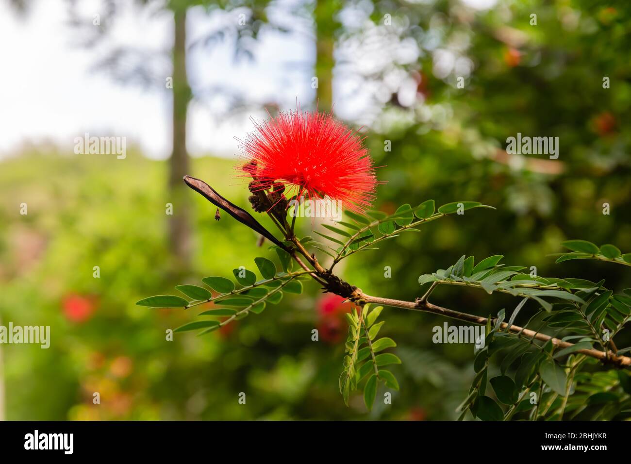 Mimosoideae hi-res stock photography and images - Alamy