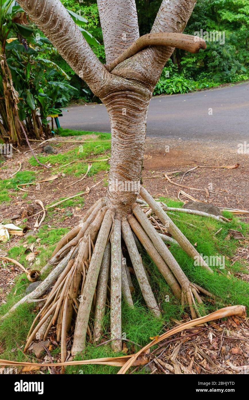 picture of the root system of a pandanus tree Stock Photo - Alamy