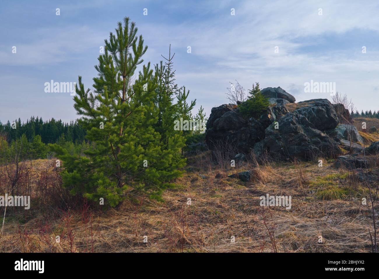 Early spring in the forest. Forest meadow field landscape. Early spring ...