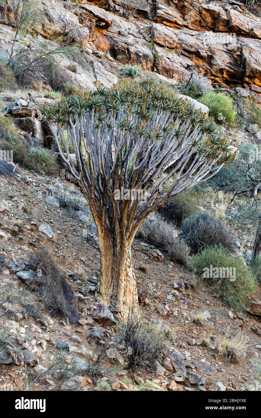 Quiver leaf hi-res stock photography and images - Alamy