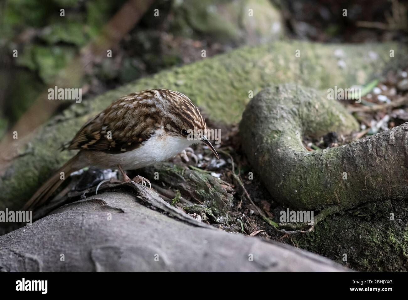 British treecreeper hi-res stock photography and images - Alamy
