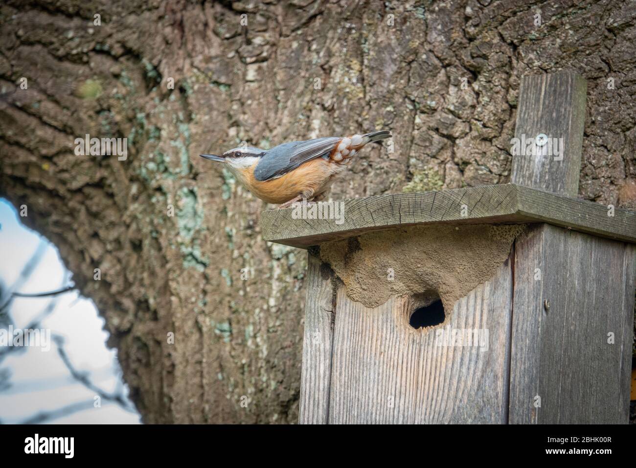 the nuthatch is at his bird house and looks around Stock Photo - Alamy