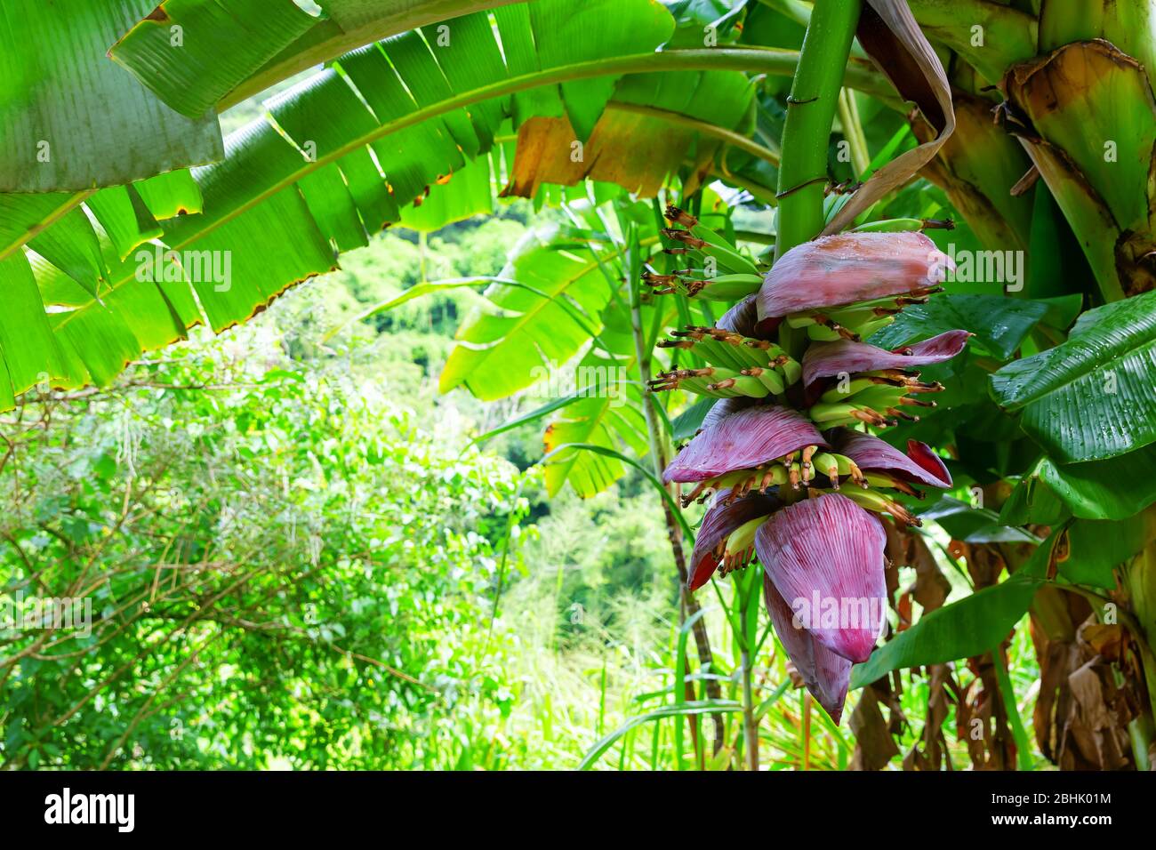 picture of a banana tree with fruits in a jungle Stock Photo - Alamy