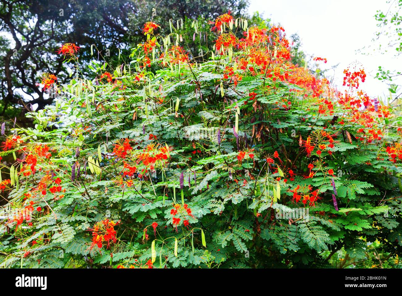 Caesalpinia Mexicana Tree