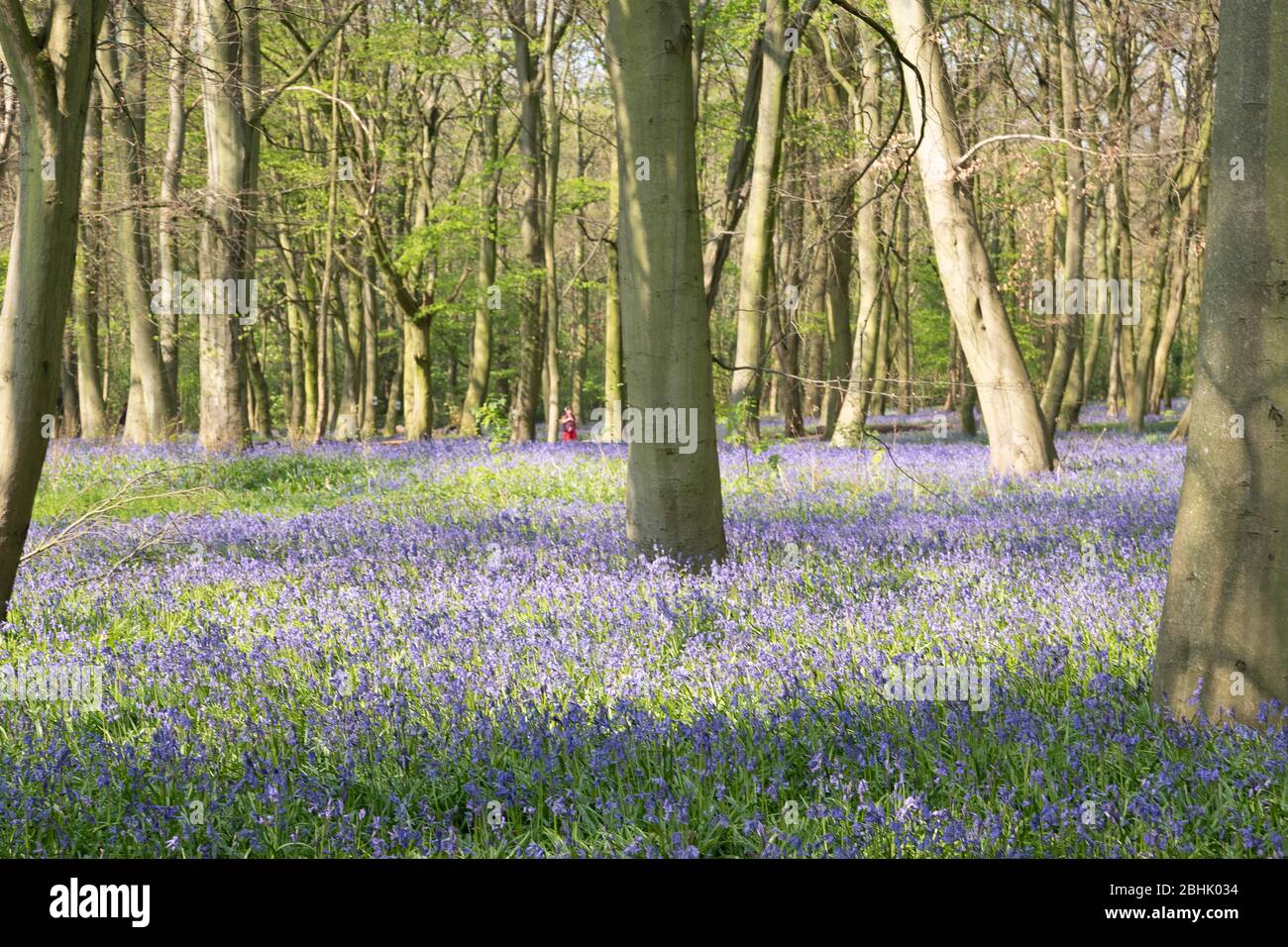 Bluebells in Chalet Wood,Epping Forest,Wanstead,London Stock Photo - Alamy