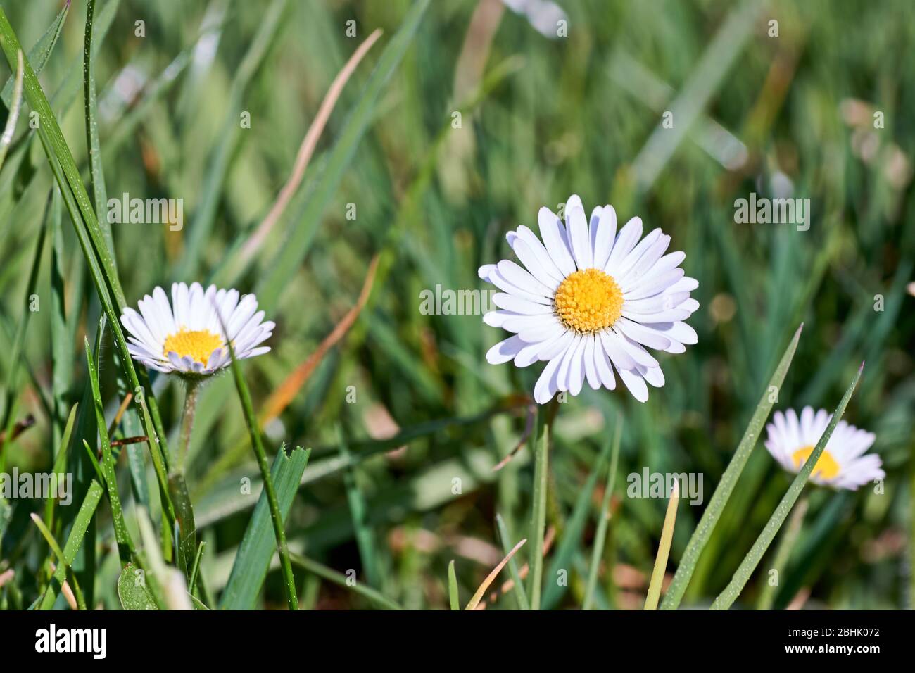 Persistent herb hi-res stock photography and images - Alamy