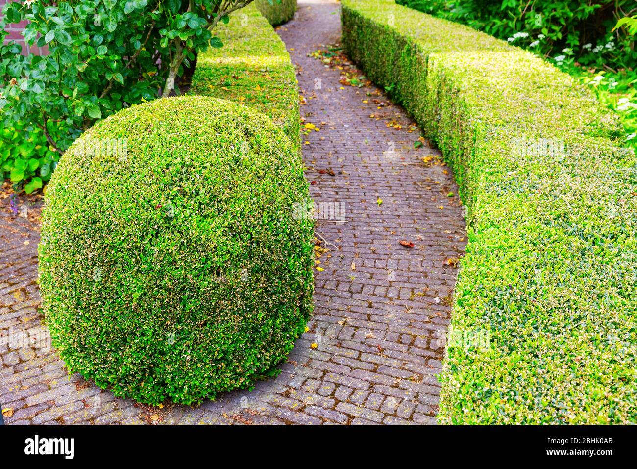 Boxwood hedges hi-res stock photography and images - Alamy