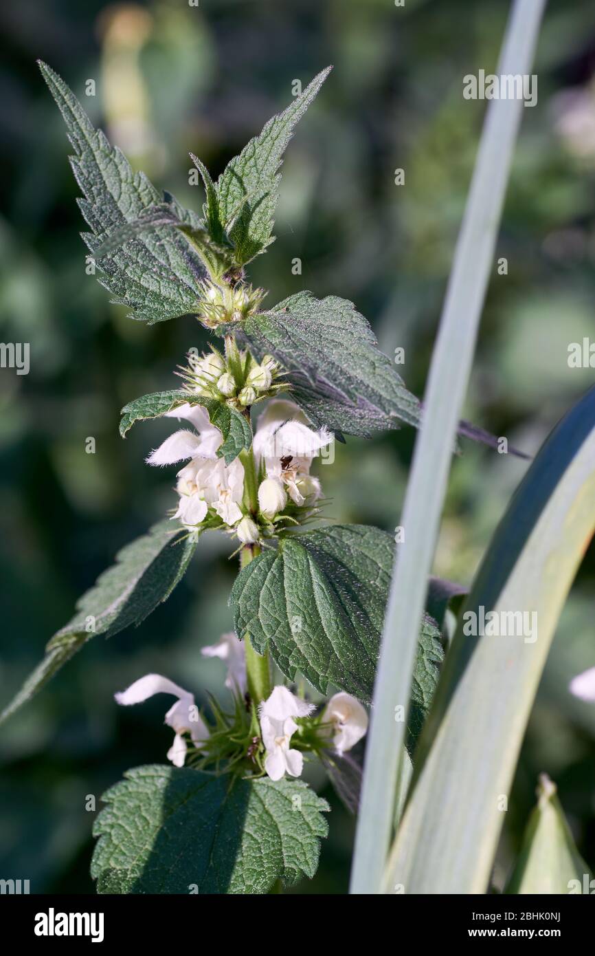 Lamiaceae Family High Resolution Stock Photography and Images - Alamy