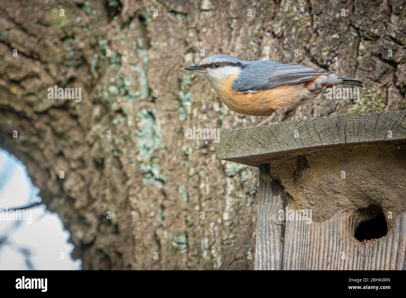 the nuthatch is at his bird house and looks around Stock Photo - Alamy
