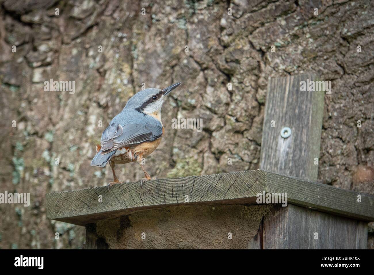 the nuthatch is at his bird house and looks around Stock Photo - Alamy