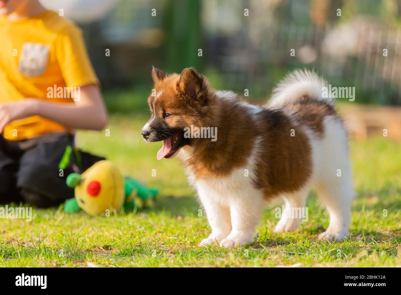 picture of a young boy with cute elo puppy in the garden Stock Photo ...