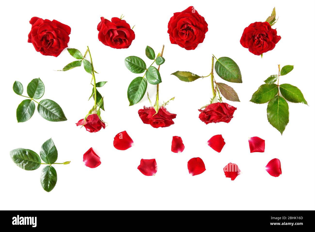 Flowers composition. Red roses isolated on white background. Flat lay ...