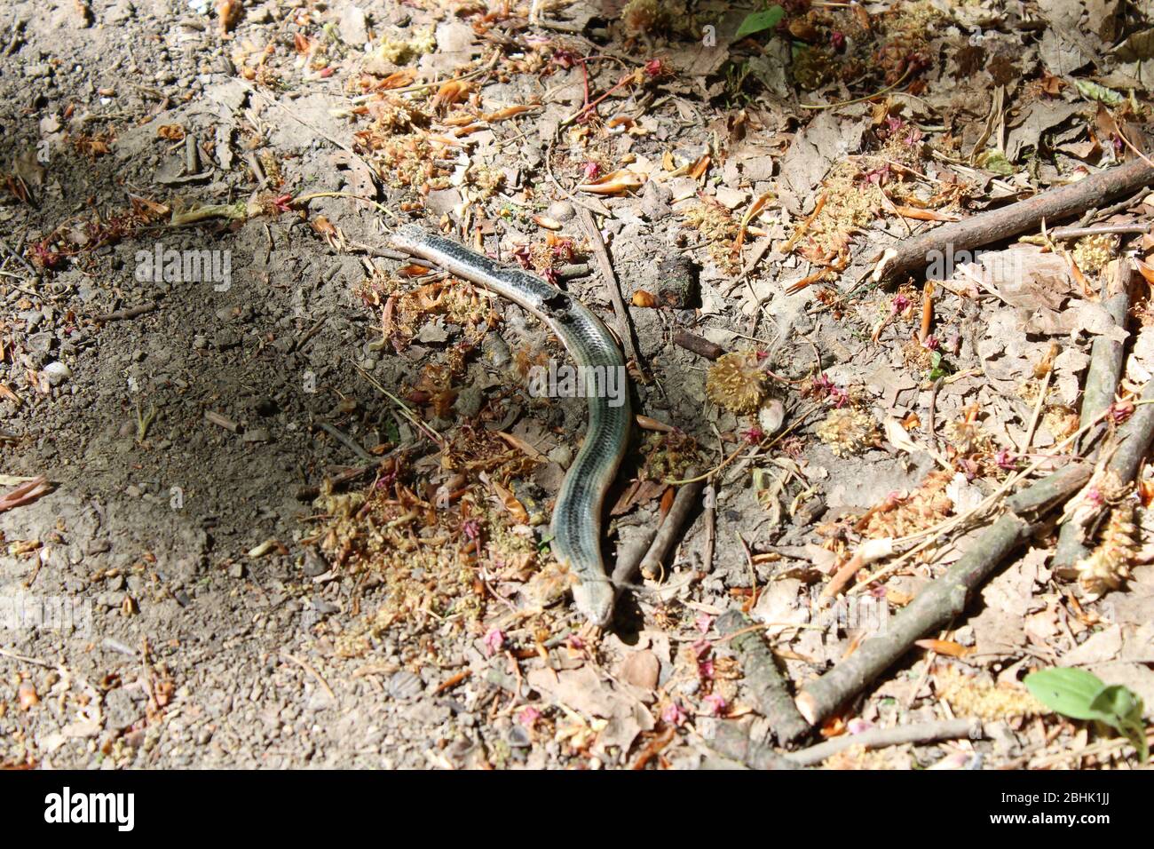 Snake skin in austrian wood an the hiking trail Stock Photo - Alamy