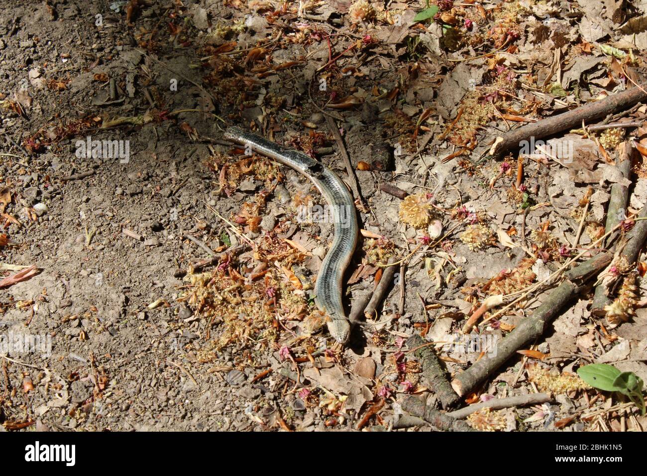 Snake skin in austrian wood an the hiking trail Stock Photo - Alamy