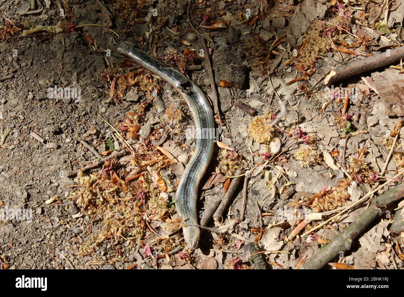 Snake skin in austrian wood an the hiking trail Stock Photo - Alamy