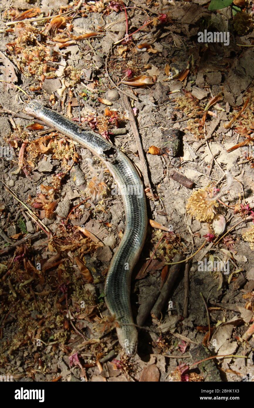 Snake skin in austrian wood an the hiking trail Stock Photo - Alamy