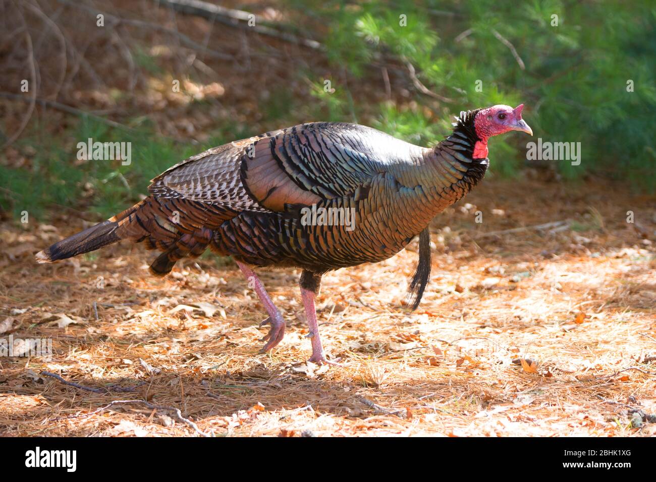 Tom turkey hi-res stock photography and images - Alamy