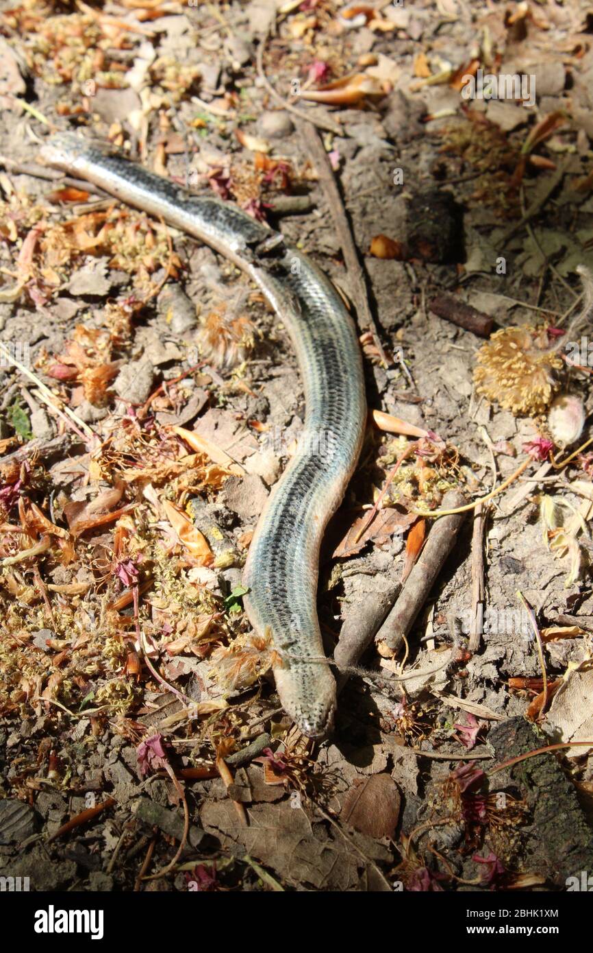 Snake skin in austrian wood an the hiking trail Stock Photo - Alamy