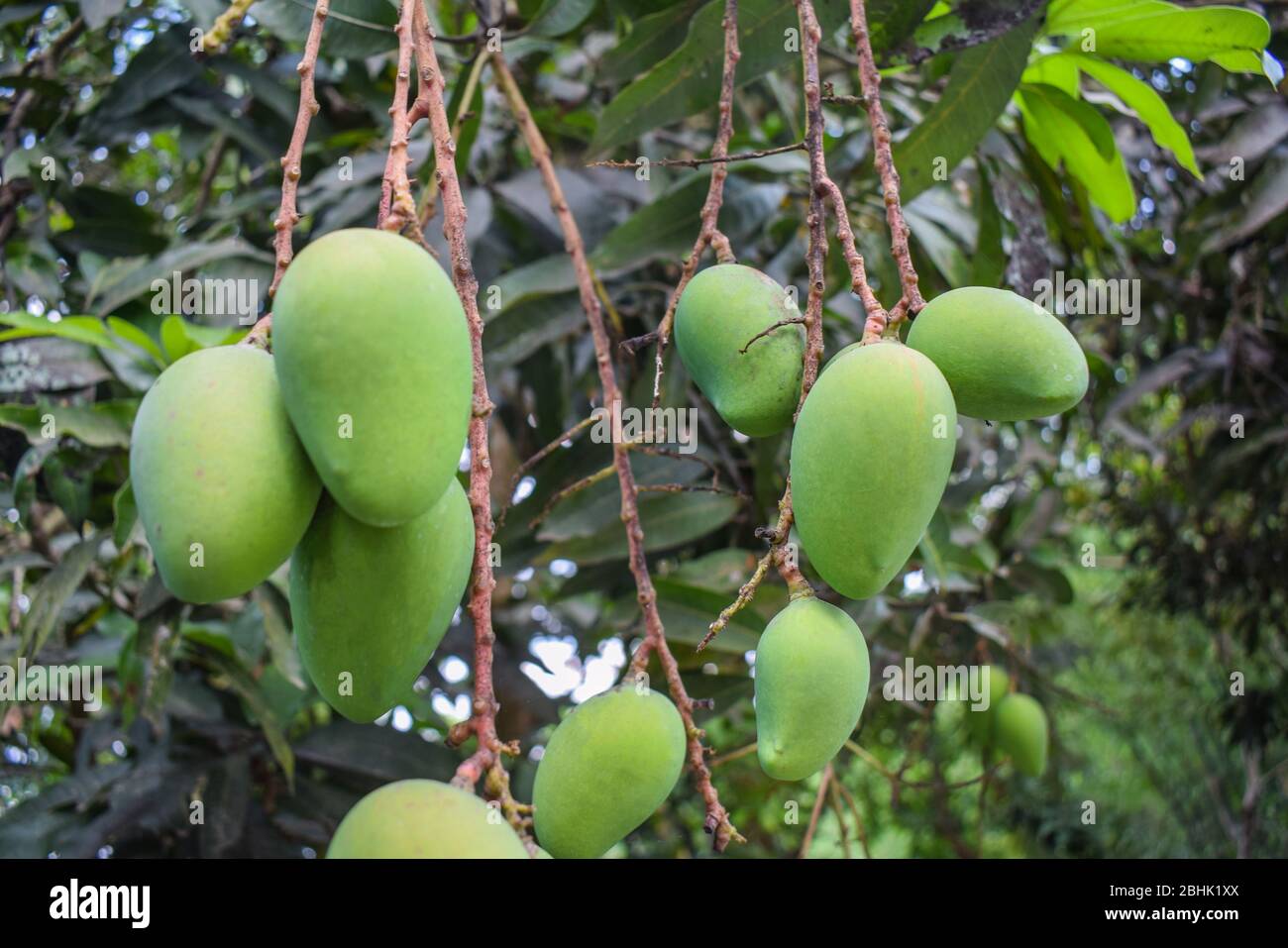 Lot of green colored sour mango fruit hanging from a big mango tree in ...