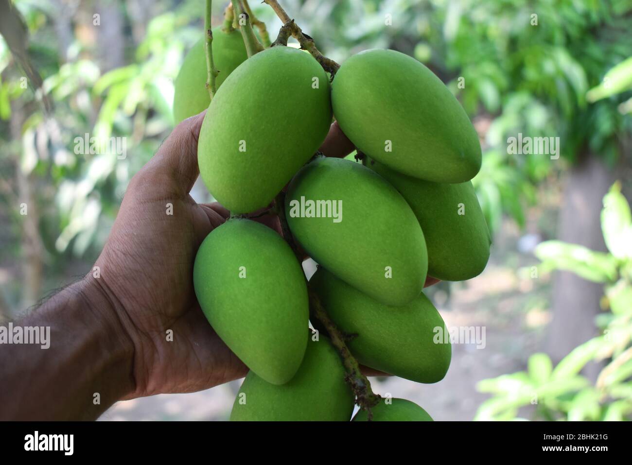 Cut mango from tree hi-res stock photography and images - Alamy