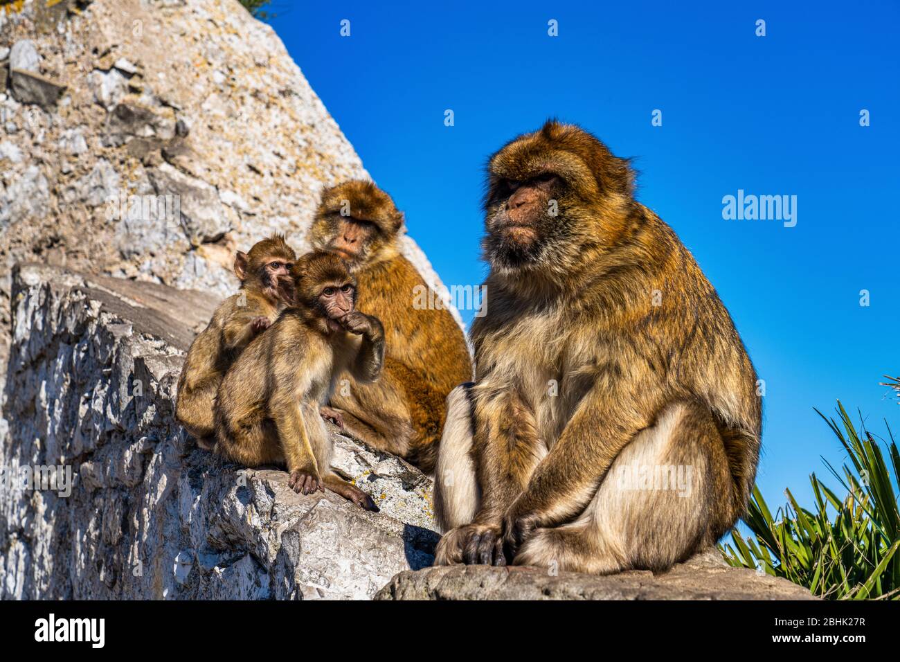 Close up of a wild macaque or Gibraltar monkey, one of the most famous ...