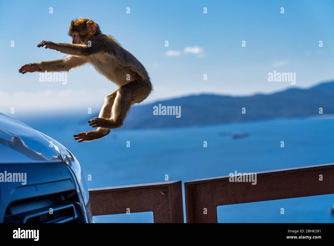 Close up of a wild macaque or Gibraltar monkey, one of the most famous ...