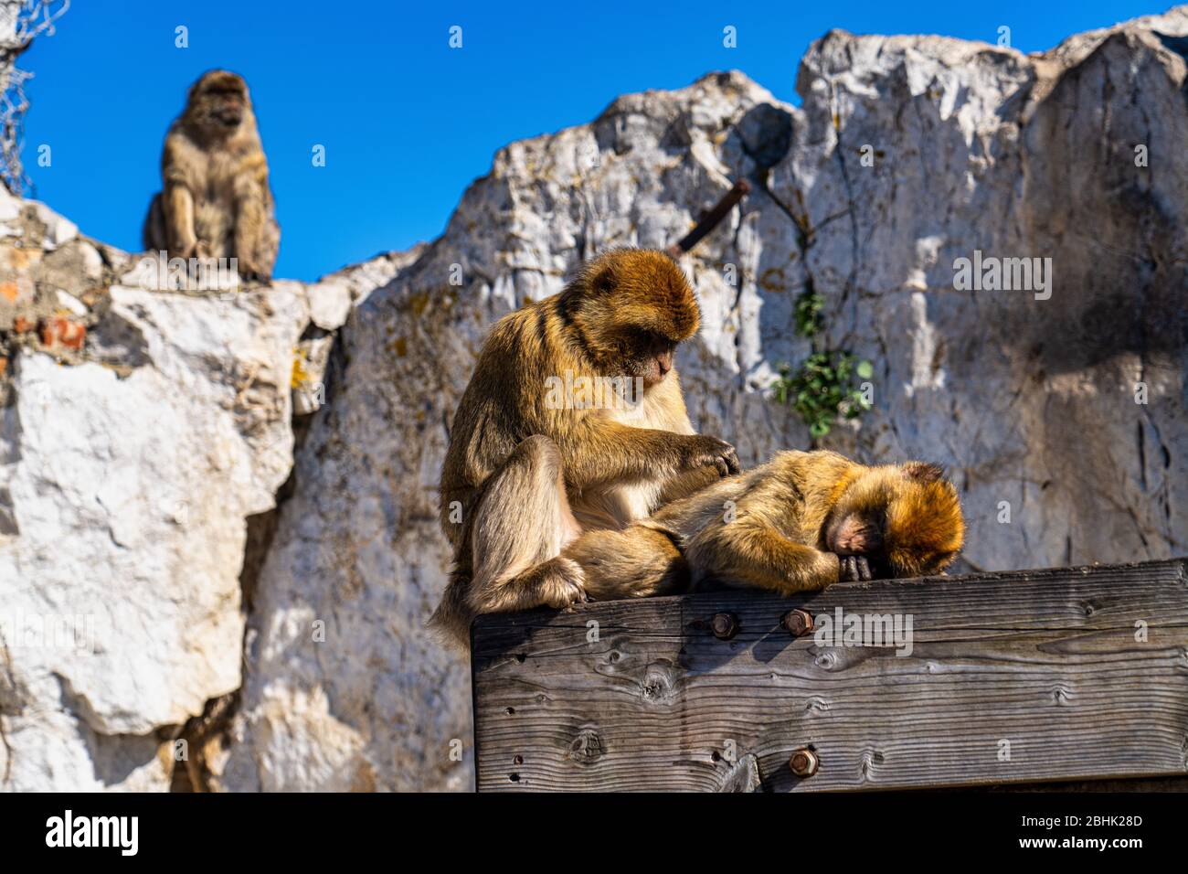 Close up of a wild macaque or Gibraltar monkey, one of the most famous ...