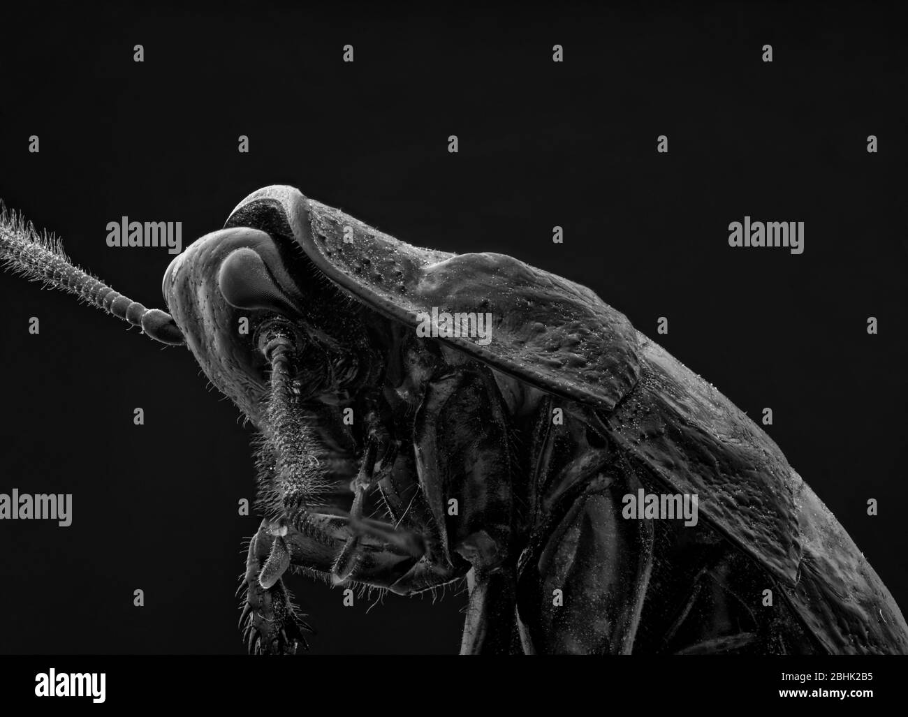 Picture Insects High Resolution Stock Photography and Images - Alamy