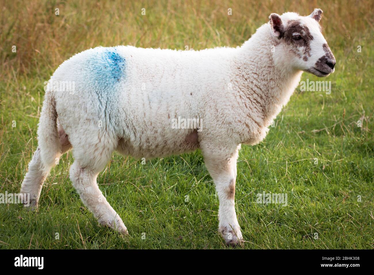 Lamb with blue dye hi-res stock photography and images - Alamy