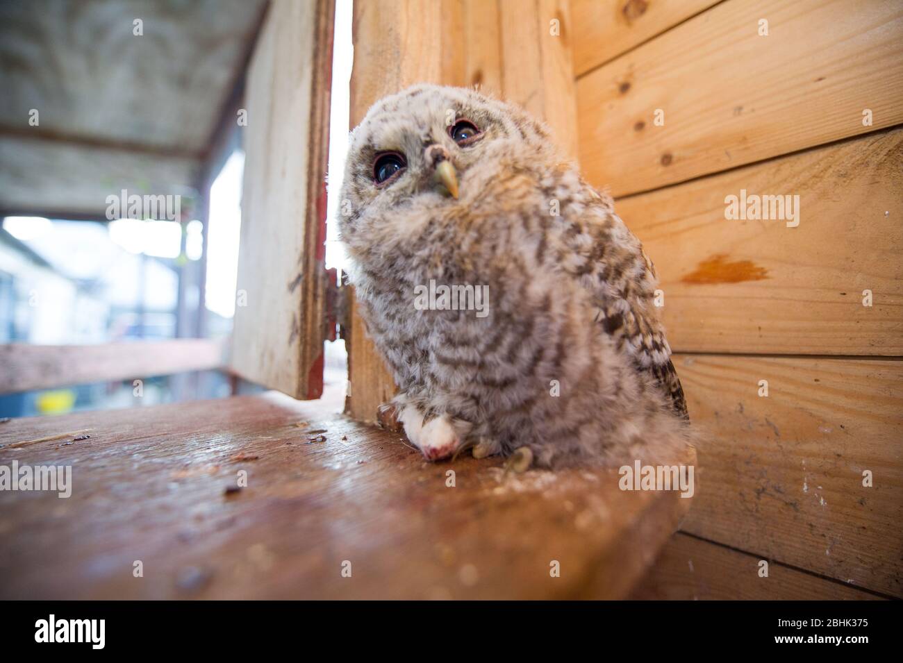 Rescued dead hi-res stock photography and images - Alamy
