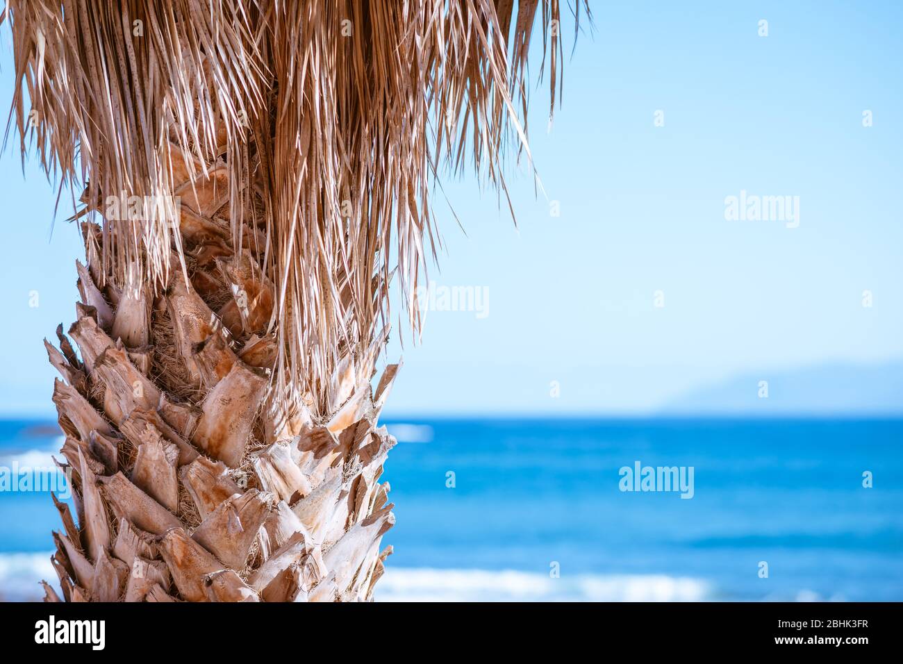Tropical photo - blue sea or ocean and dry palm tree with white space ...