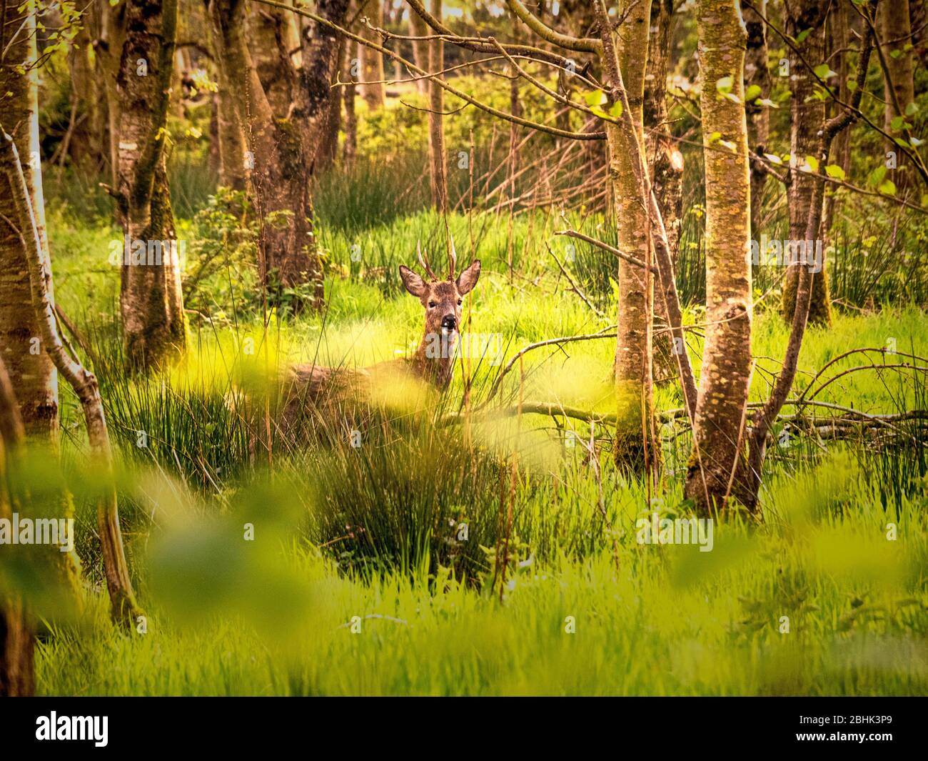 Male roe deer uk hi-res stock photography and images - Alamy