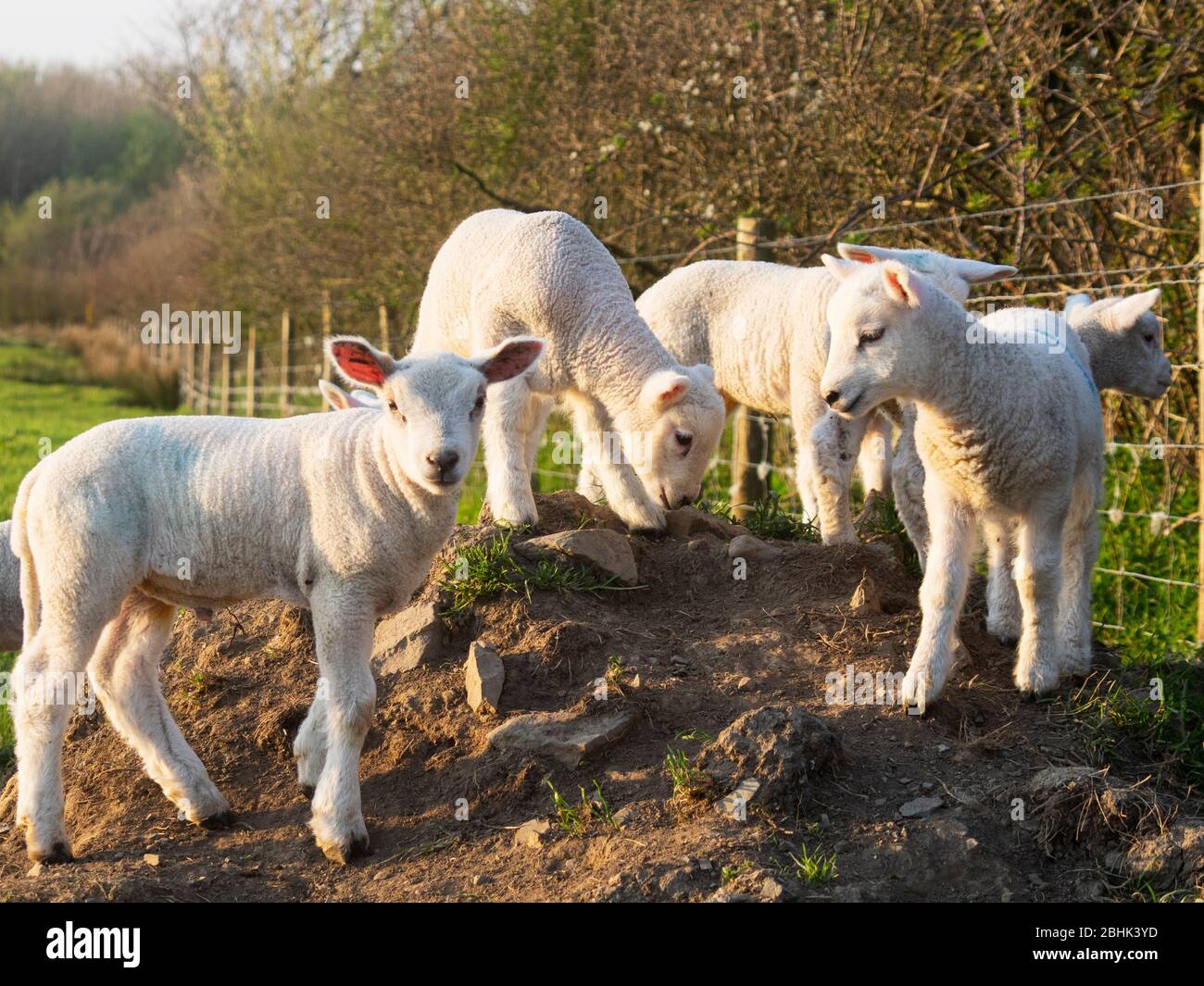 Young lambs playing on a mound of dirt in the field, Cornwall, UK Stock ...