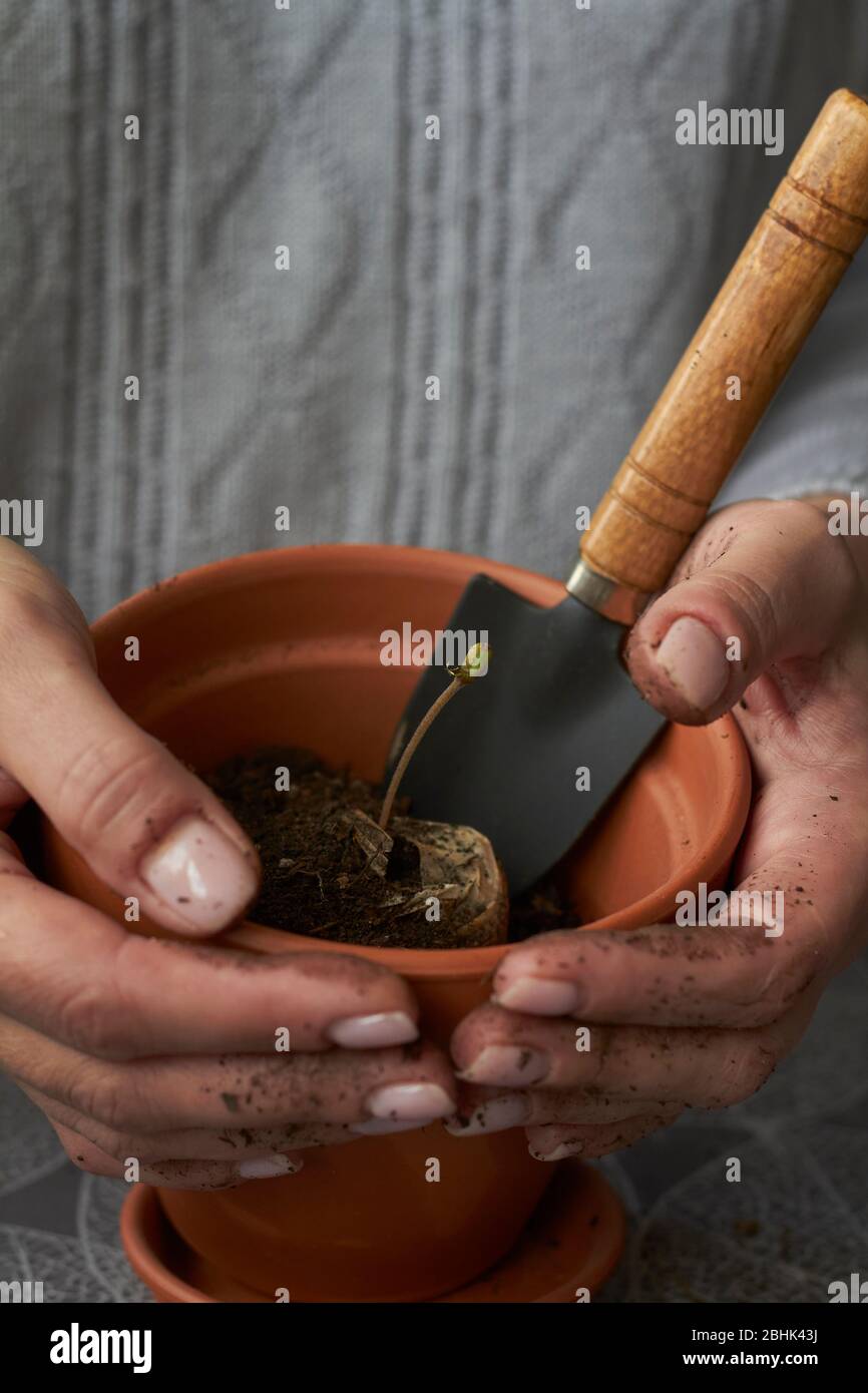 Close-up female hands holding clay pot with small sprout and miniature ...