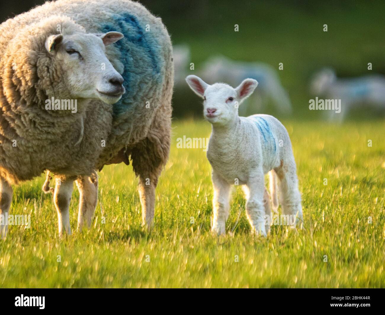 Adult mum hi-res stock photography and images - Alamy