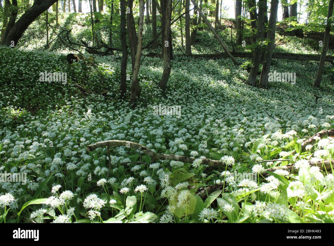 Wood garlic with white flower in austrian woods Stock Photo - Alamy