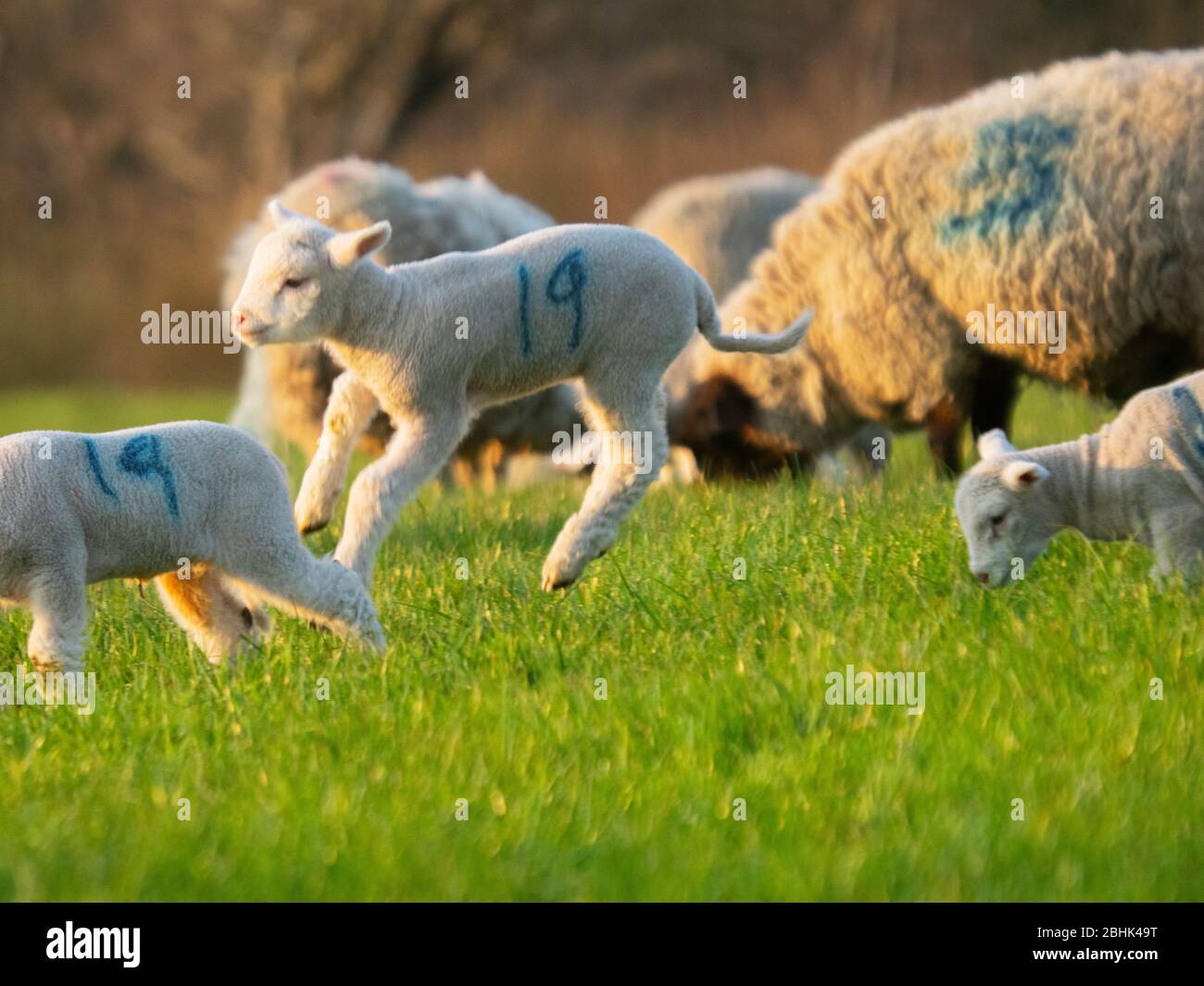 happy spring lamb boncing in the field, Cornwall, UK Stock Photo - Alamy