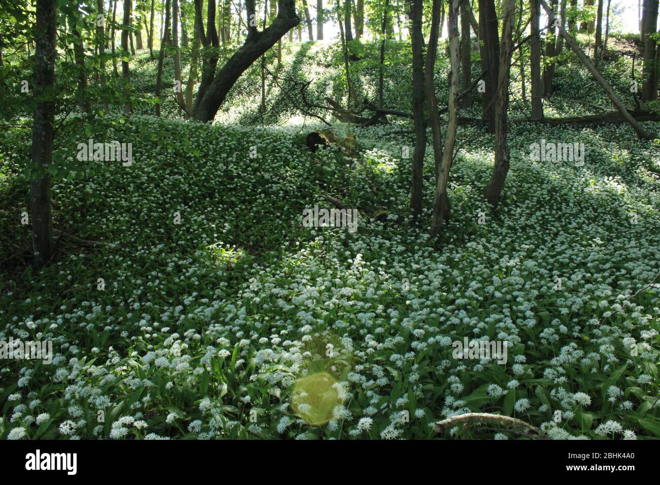 Wood garlic with white flower in austrian woods Stock Photo - Alamy