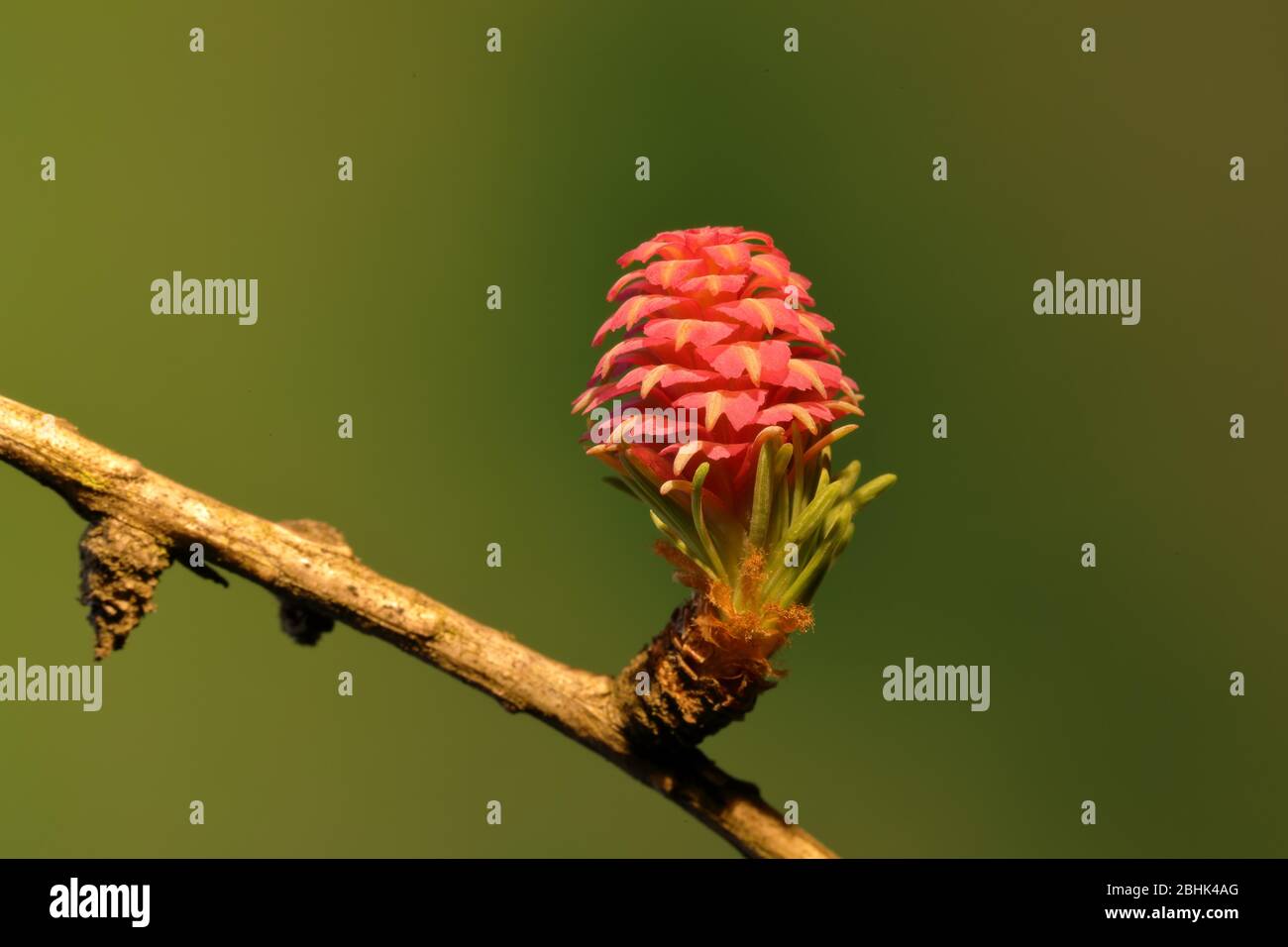 Female flower of larch (Larix decidua), North Rhine-Westphalia, Germany ...