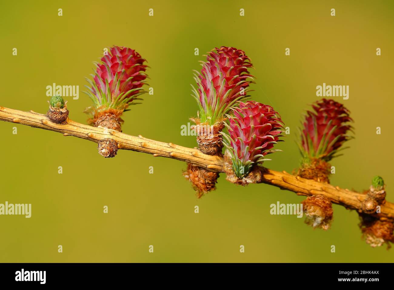 Female flowers of larch (Larix decidua), North Rhine-Westphalia ...