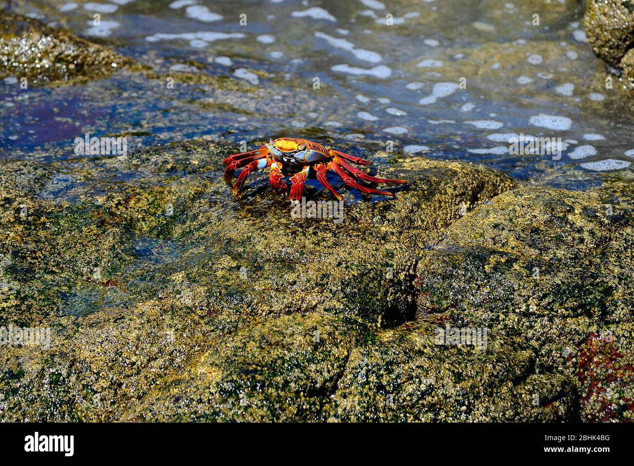 Red rock crab (Grapsus grapsus), Tarapaca region, Chile Stock Photo - Alamy